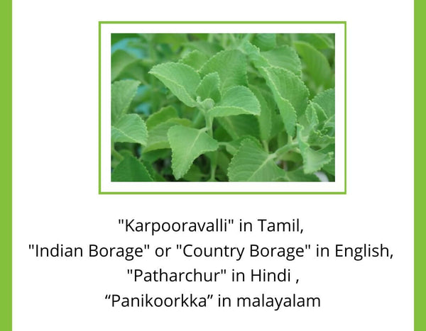 Buy Satvi Wellness Karpooravalli Tea Bags | Natural Indian Borage ...