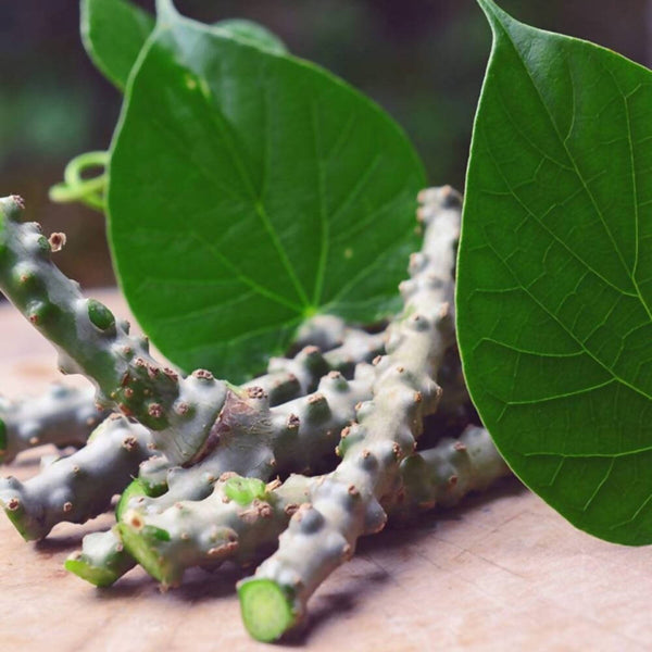 Buy Freshon Amruthaballi Powder Online at Best Price | Distacart