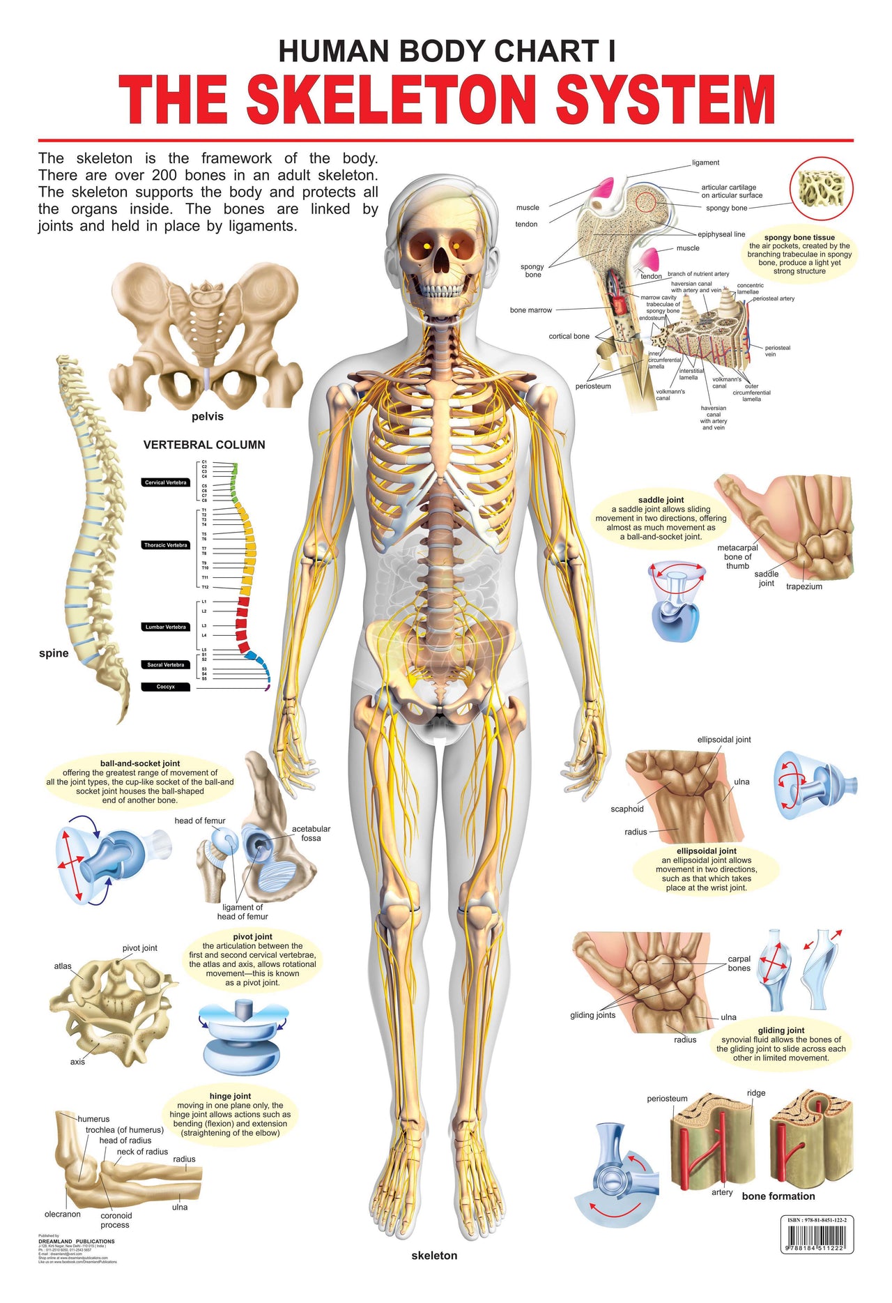 Buy Dreamland Publications Educational Chart for Kids - The Skeletal ...