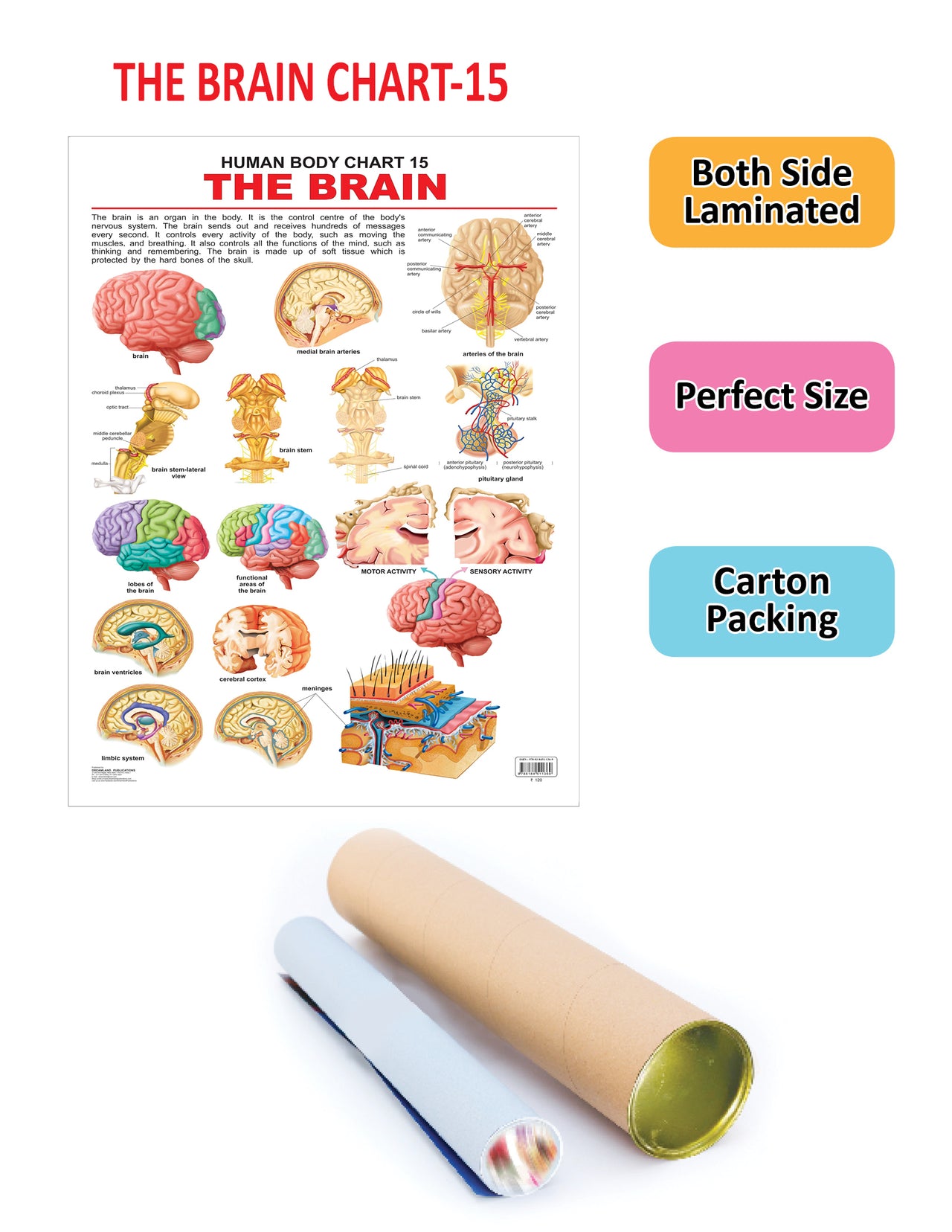 Buy Dreamland Publications Educational Chart for Kids - The Brain ...