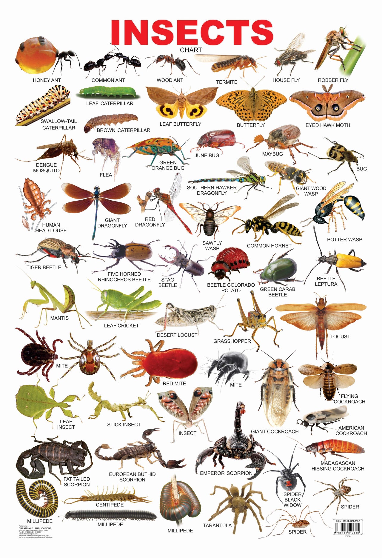 Buy Dreamland Publications Educational Chart for Kids - Insect Online ...