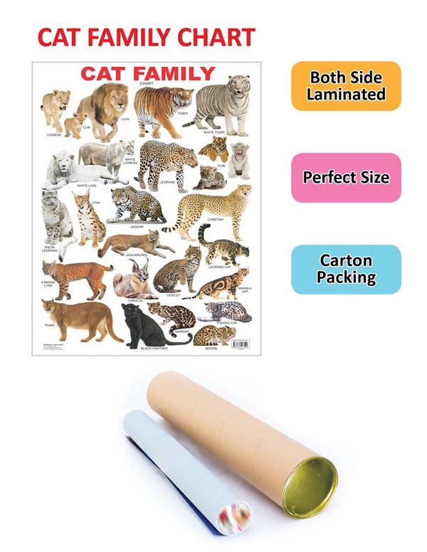 Buy Dreamland Publications Educational Chart for Kids - Cat Family ...
