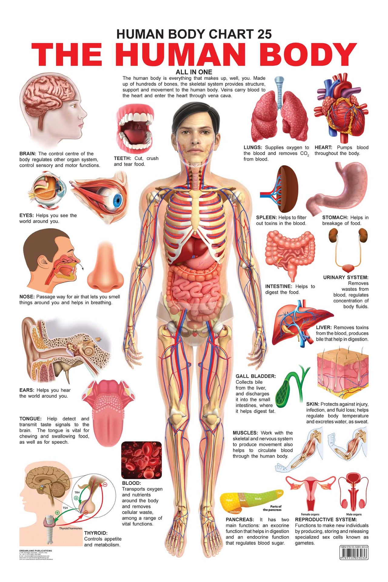 Buy Dreamland Publications Educational Chart for Kids - The Human Body ...