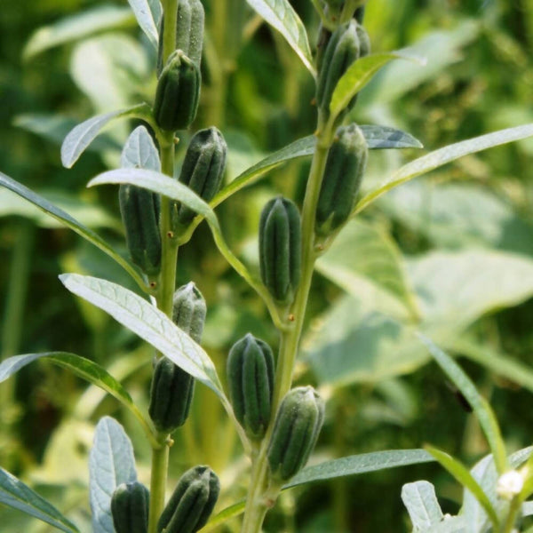 description freshon white sesame thill natural seeds 100 gm 200 gm 500 ...